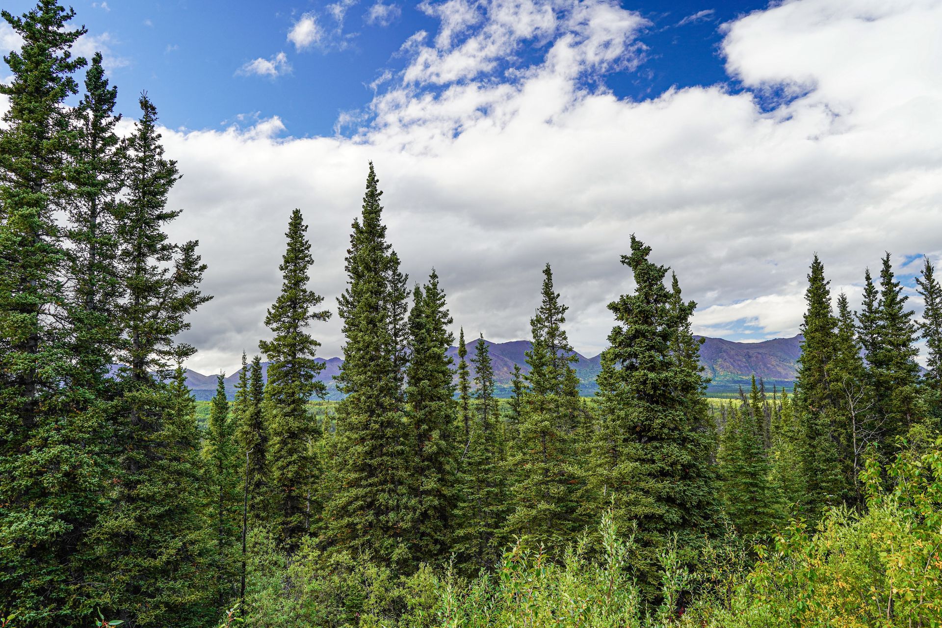 Tree Wellness Check | Anchorage, AK | Greatland Tree Service