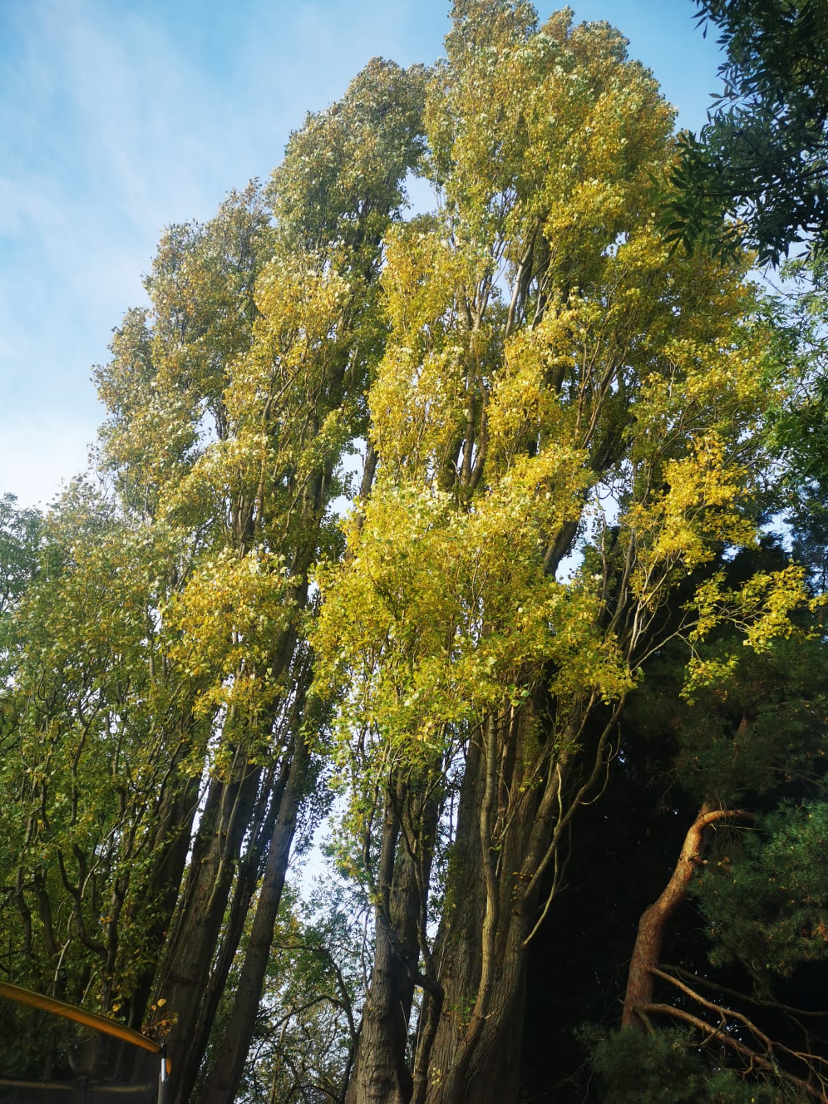 Tree preservation orders and conservation services Mansfield