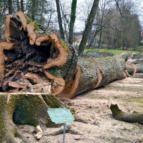 Tree Felling and Tree Removal services Mansfield