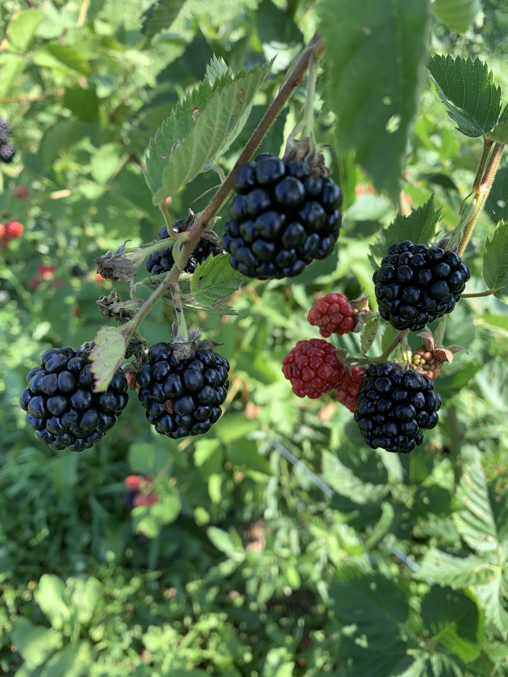 HOME [www.willowcreekfarmpreserve.org]