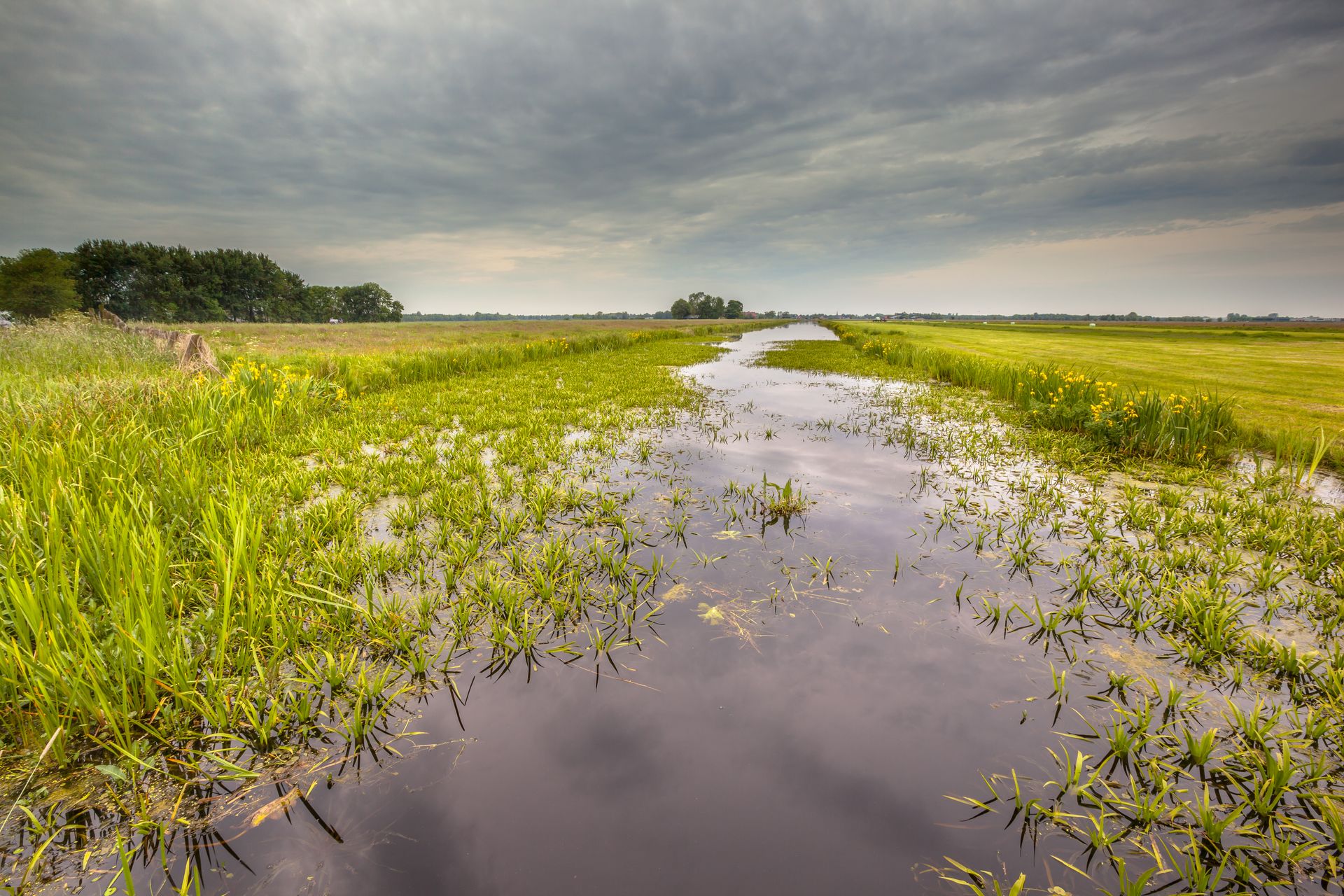 Weedless Waterways | Invasive Weeds Removal Ontario