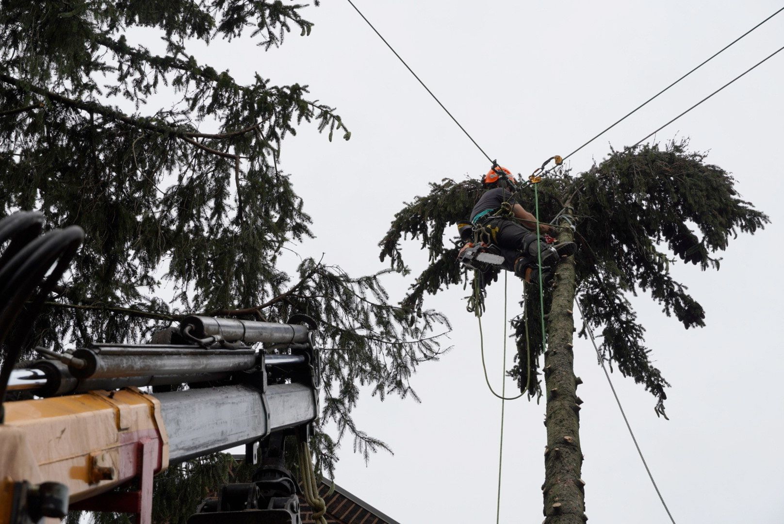 Tree Care Gallery | Elevated Tree Care | Pittsburgh, PA