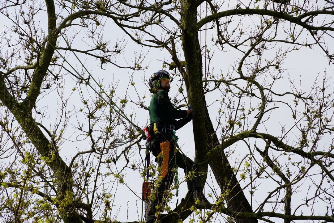 Tree Care Gallery | Elevated Tree Care | Pittsburgh, PA