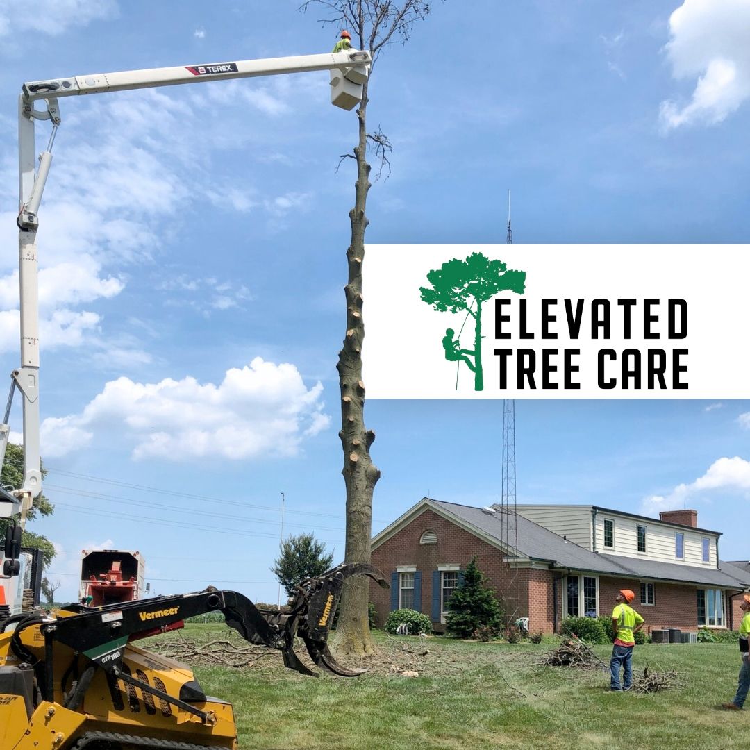 Tree Care Gallery | Elevated Tree Care | Pittsburgh, PA