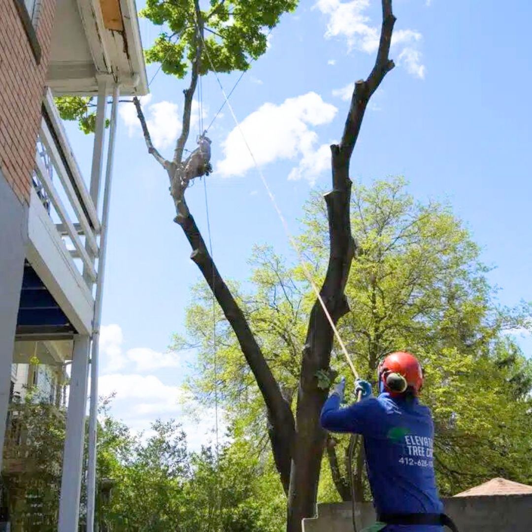 Tree Care Gallery | Elevated Tree Care | Pittsburgh, PA