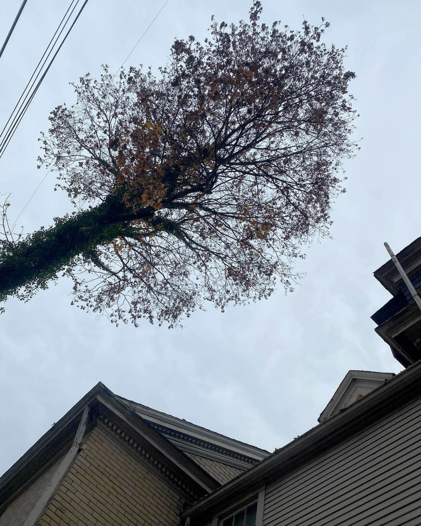 Tree Care Gallery | Elevated Tree Care | Pittsburgh, PA