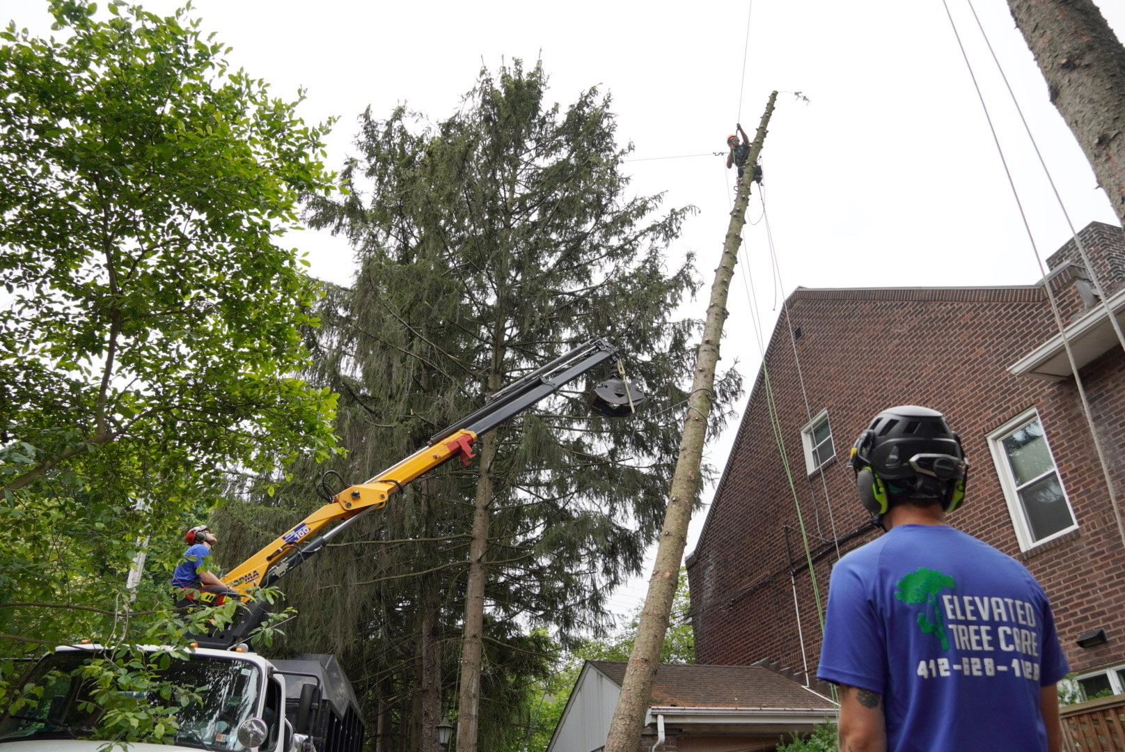 Tree Care Gallery | Elevated Tree Care | Pittsburgh, PA