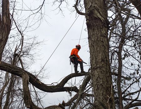Tree Removal | Elevated Tree Care | Pittsburgh, PA