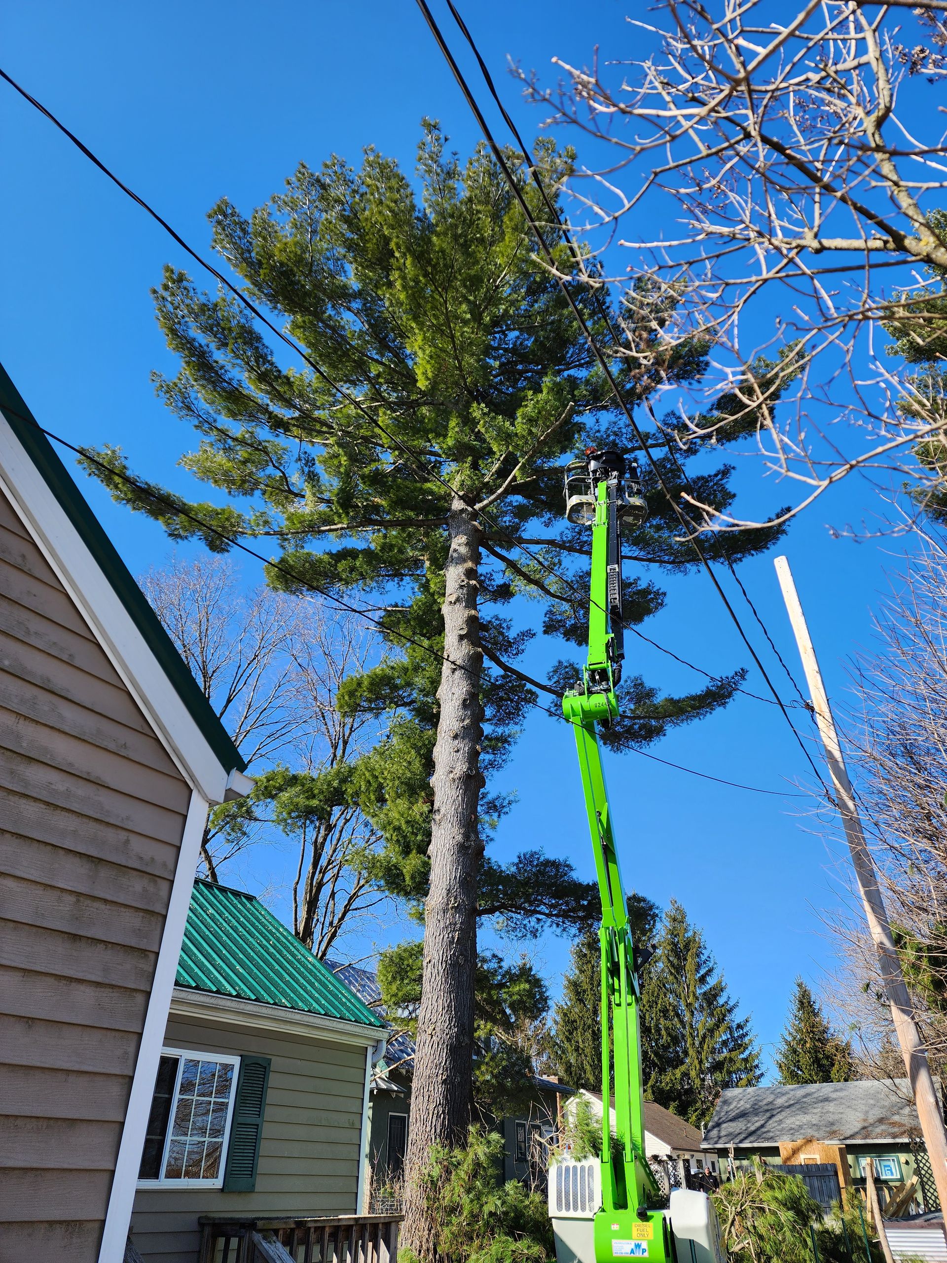 Tree Trimming Services | Wild Rose & Waupaca, WI | Handrich Tree ...