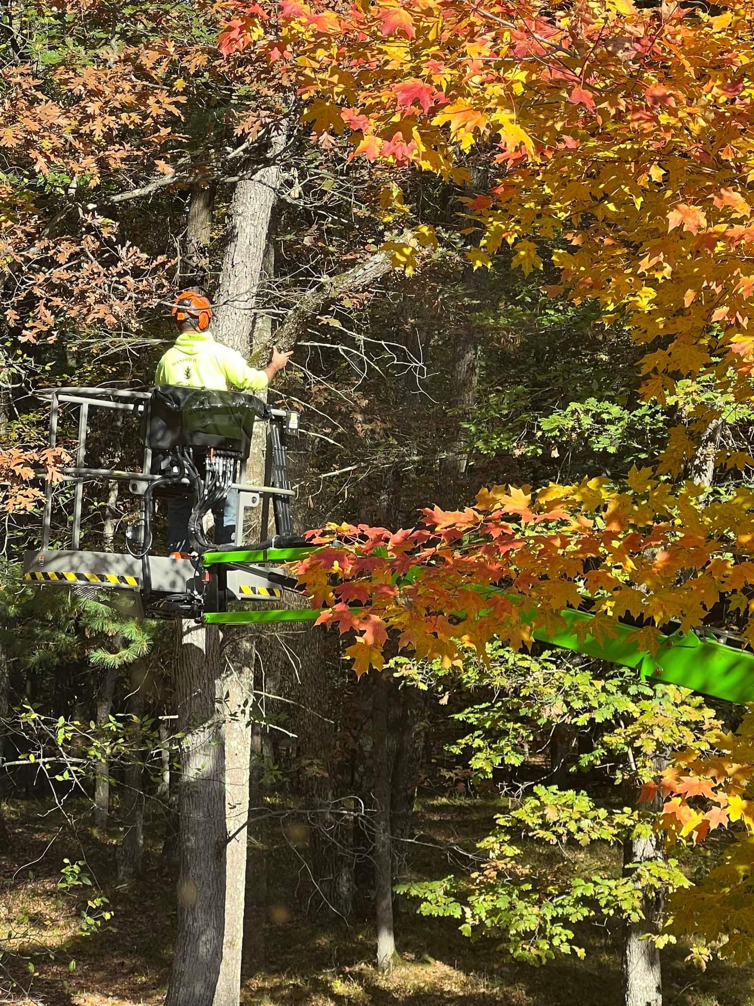Handrich Tree Service LLC | Tree Services | Tree Trimming | Tree ...
