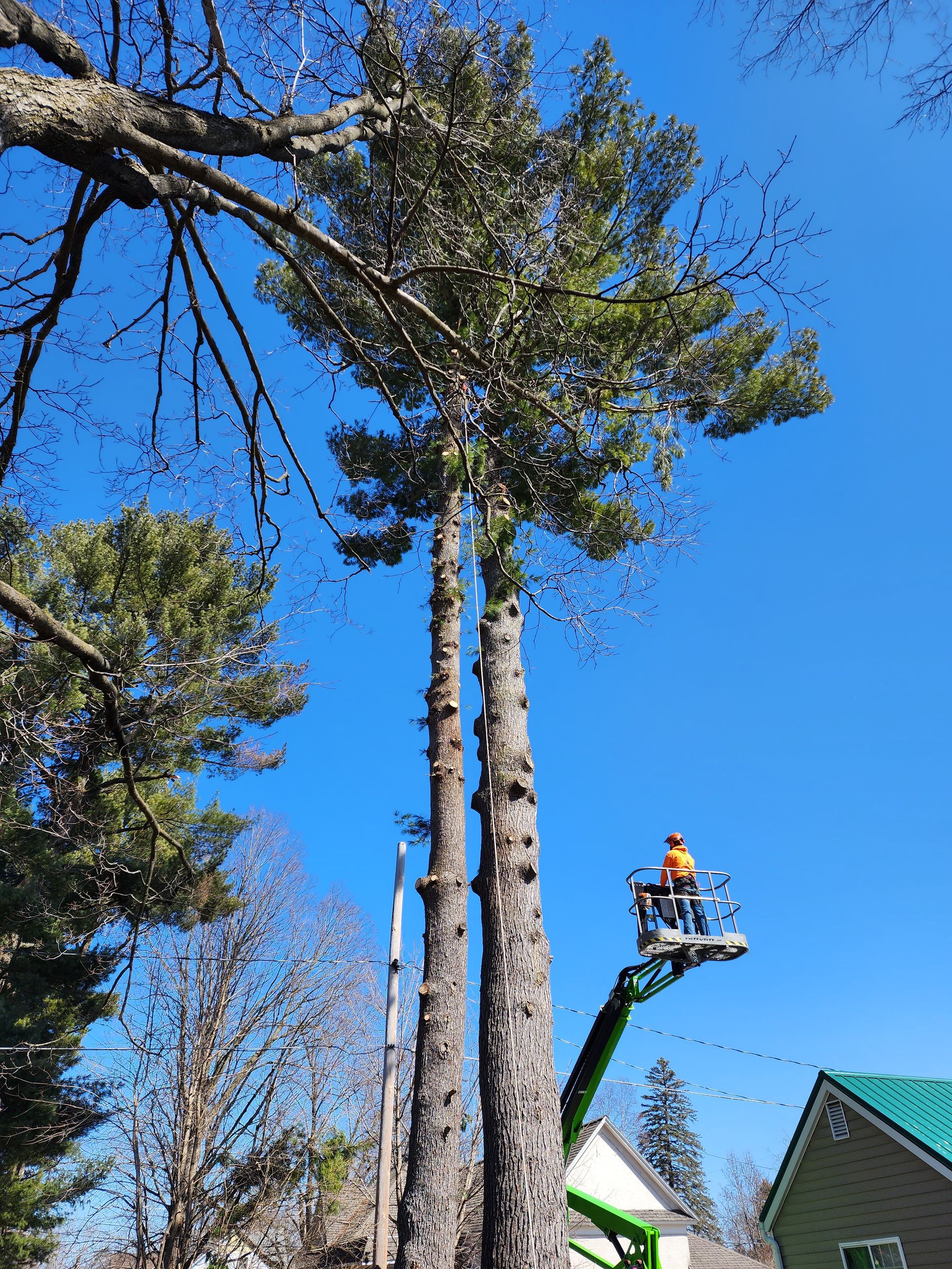 Tree Trimming Services | Wild Rose & Waupaca, WI | Handrich Tree ...