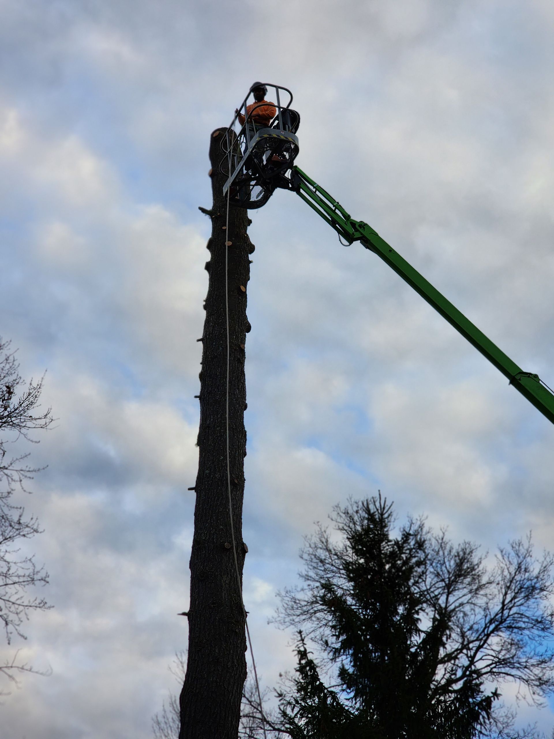 Handrich Tree Service LLC | Tree Services | Tree Trimming | Tree ...