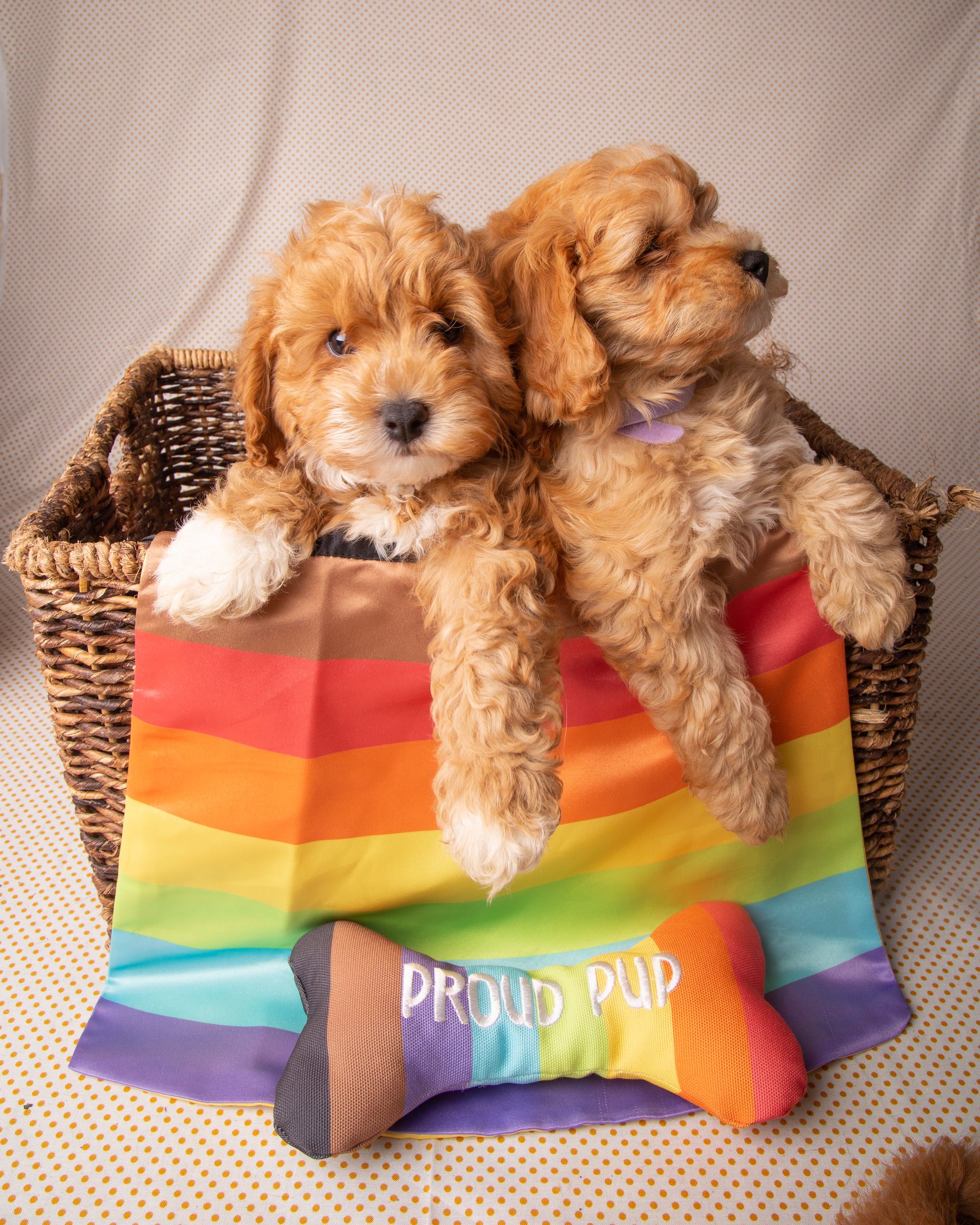 Cavapoo Puppies for Sale | Cavapoo Breeder in Austin, TX | WaterlooDoodles