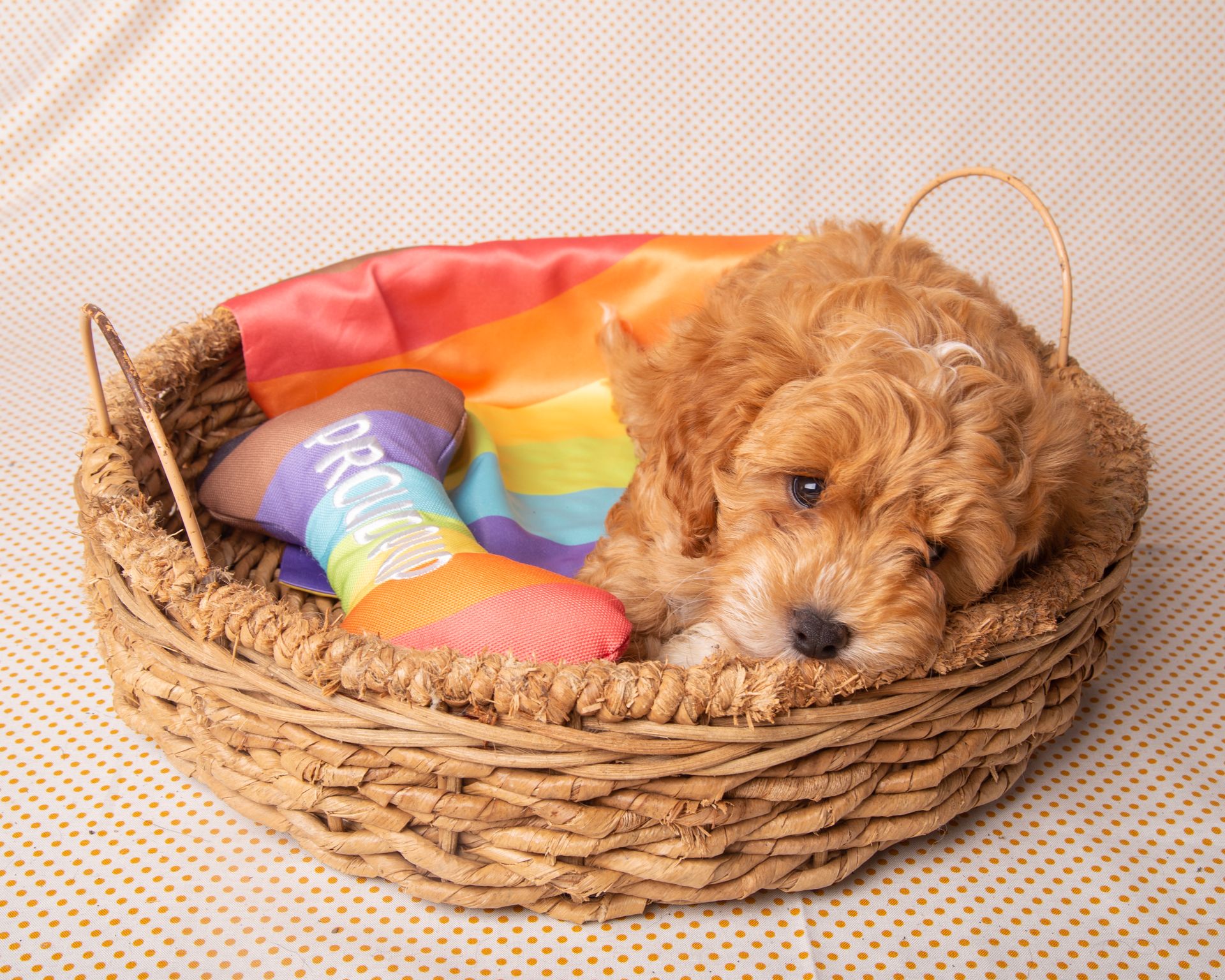Cavapoo Puppies for Sale | Cavapoo Breeder in Austin, TX | WaterlooDoodles
