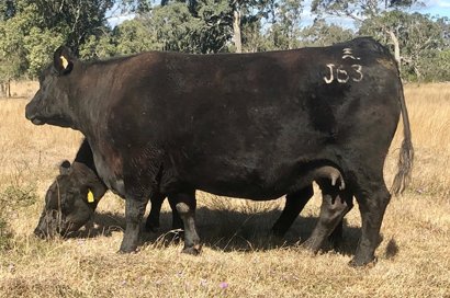 Dams | Exton Angus - Growing Calves. Growing Business.