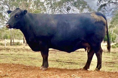 Dams | Exton Angus - Growing Calves. Growing Business.