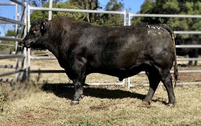 Sires | Exton Angus - Breeding Better. Breeding Best.