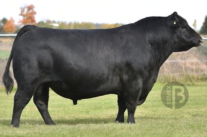 Sires | Exton Angus - Breeding Better. Breeding Best.