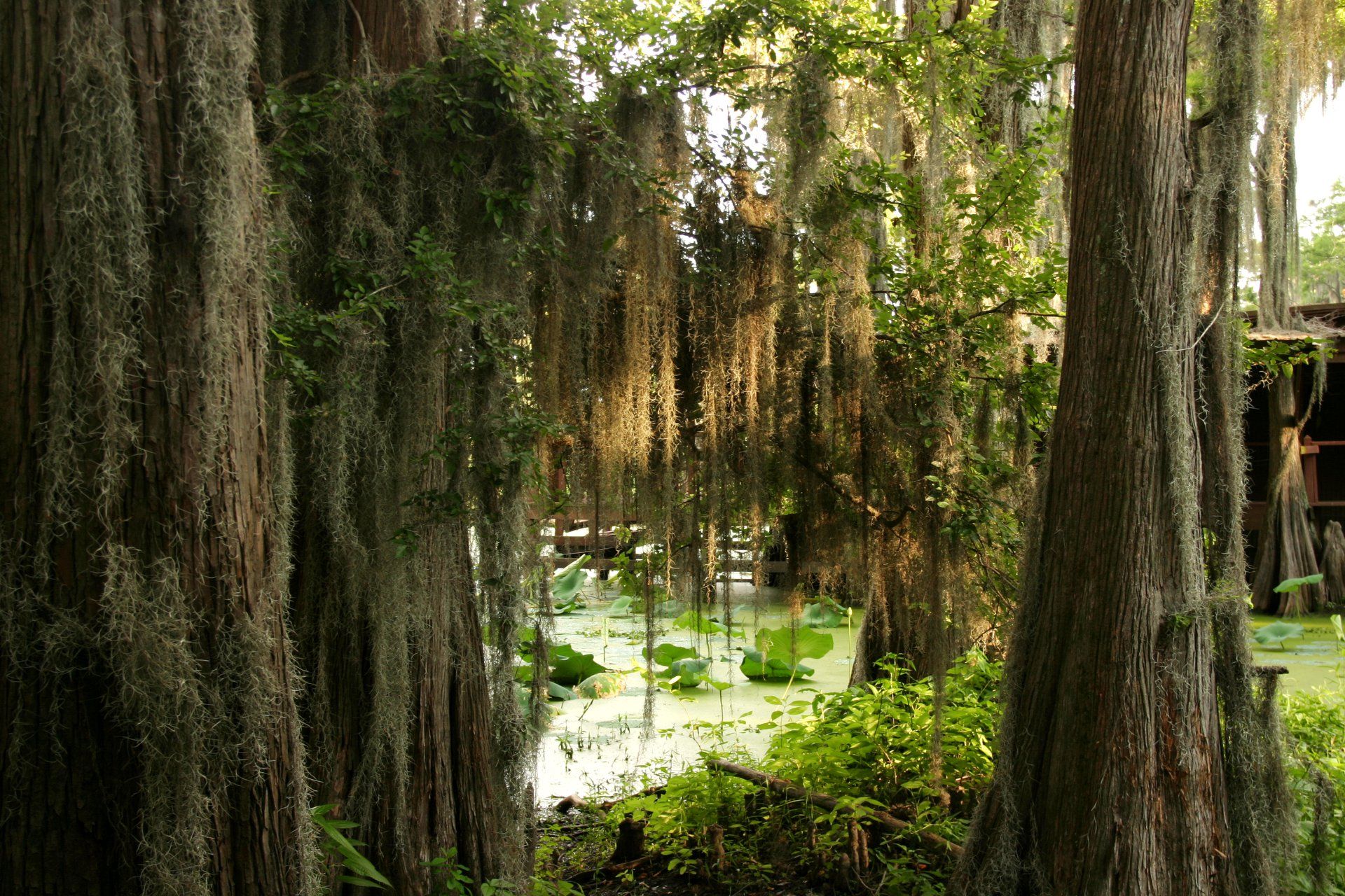 Guest Houses in Uncertain, TX - Spatterdock Guest Houses