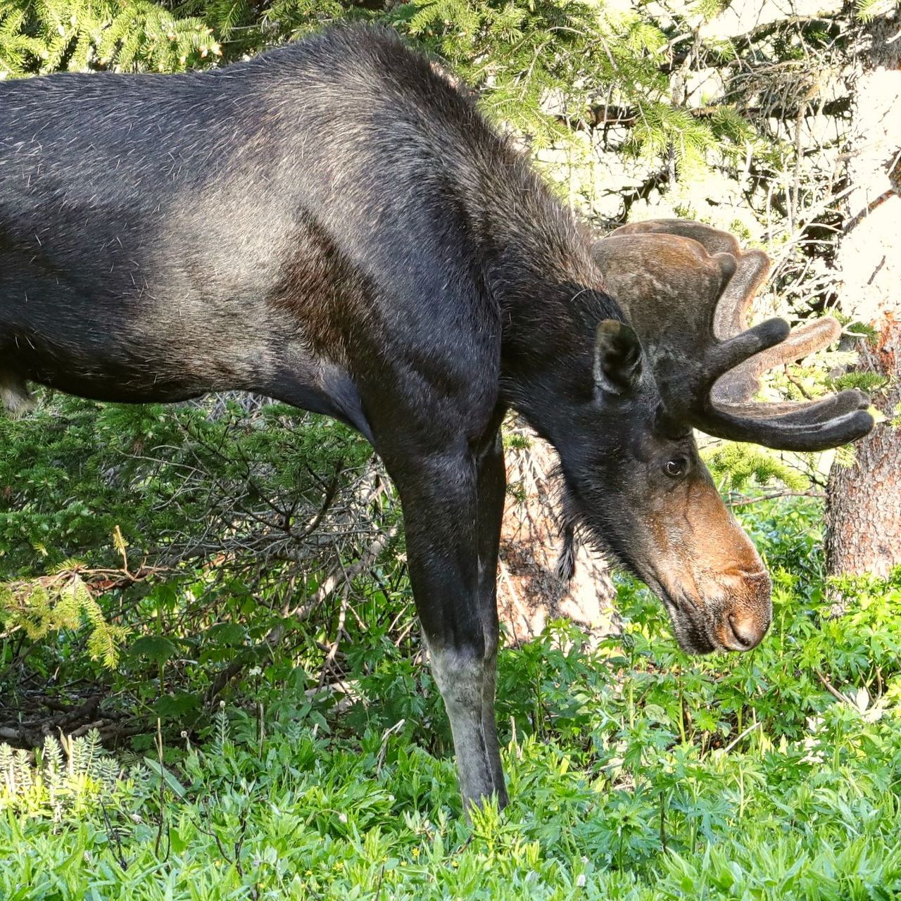 Old Fall River Road Opening Day