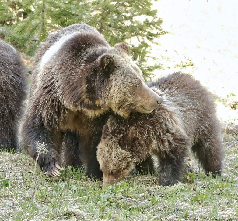 Grizzlies of the Yellowstone Ecosystem