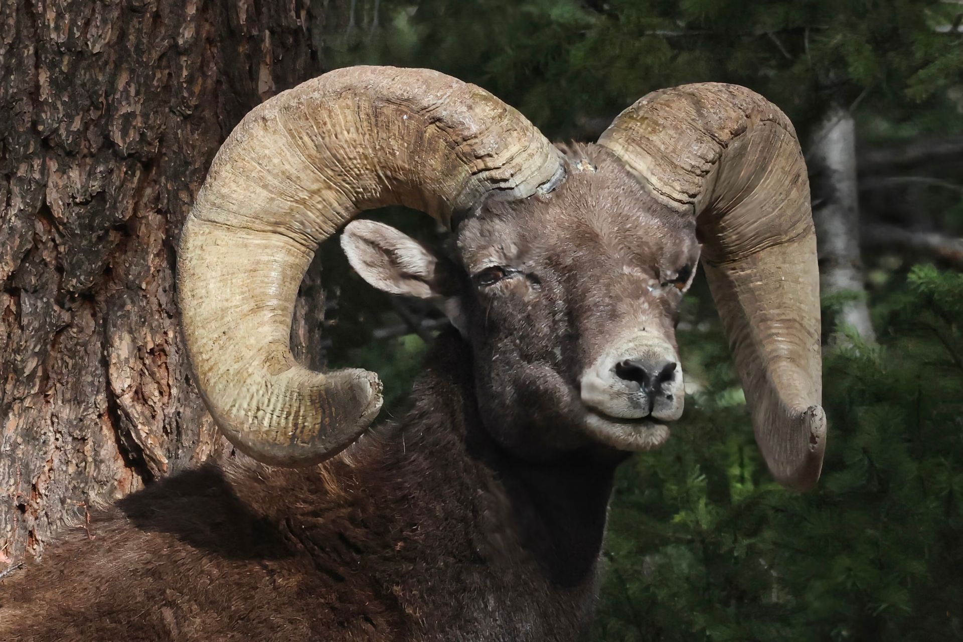 The Legacy of the Chocolate Ram
