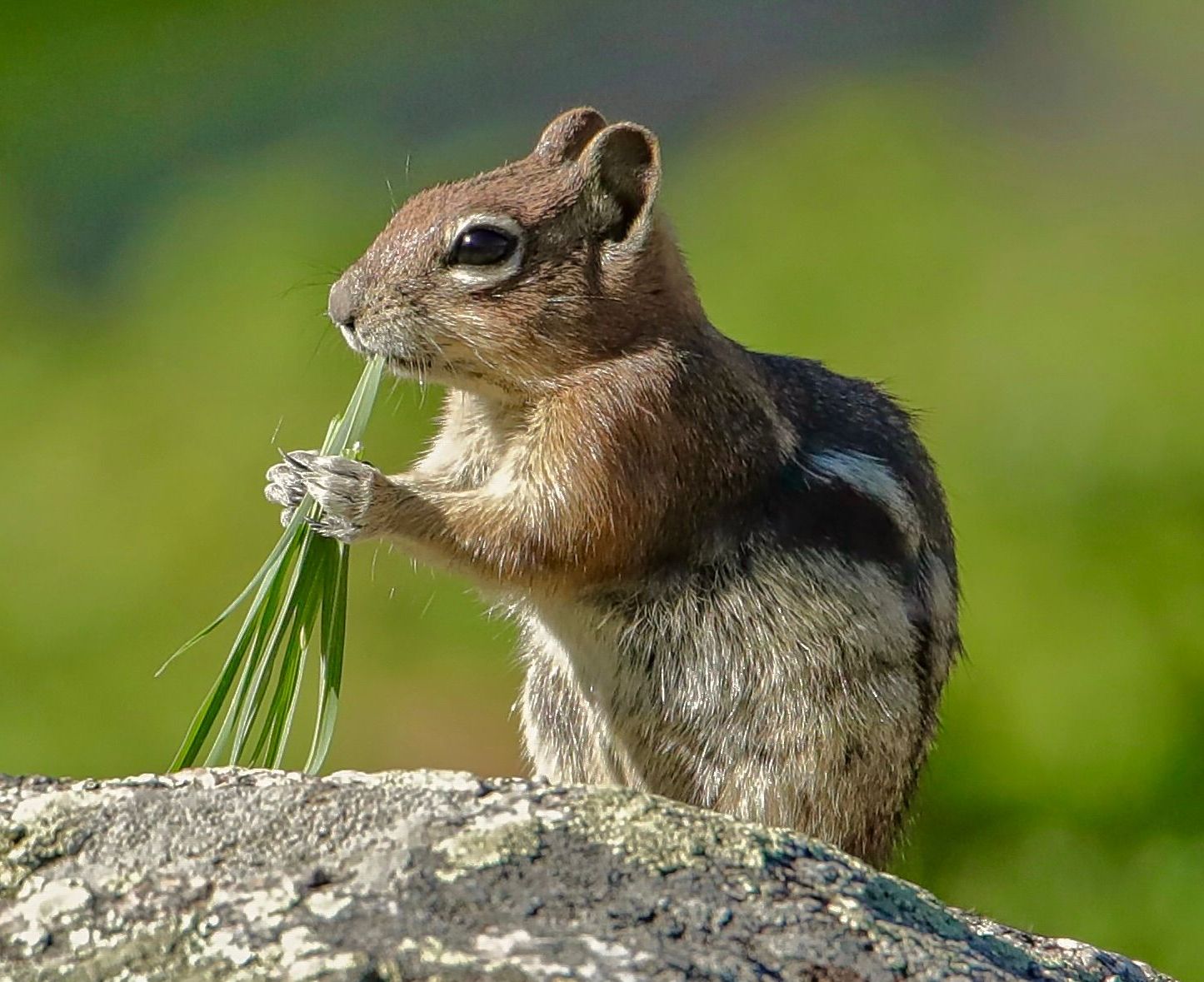 Varmints