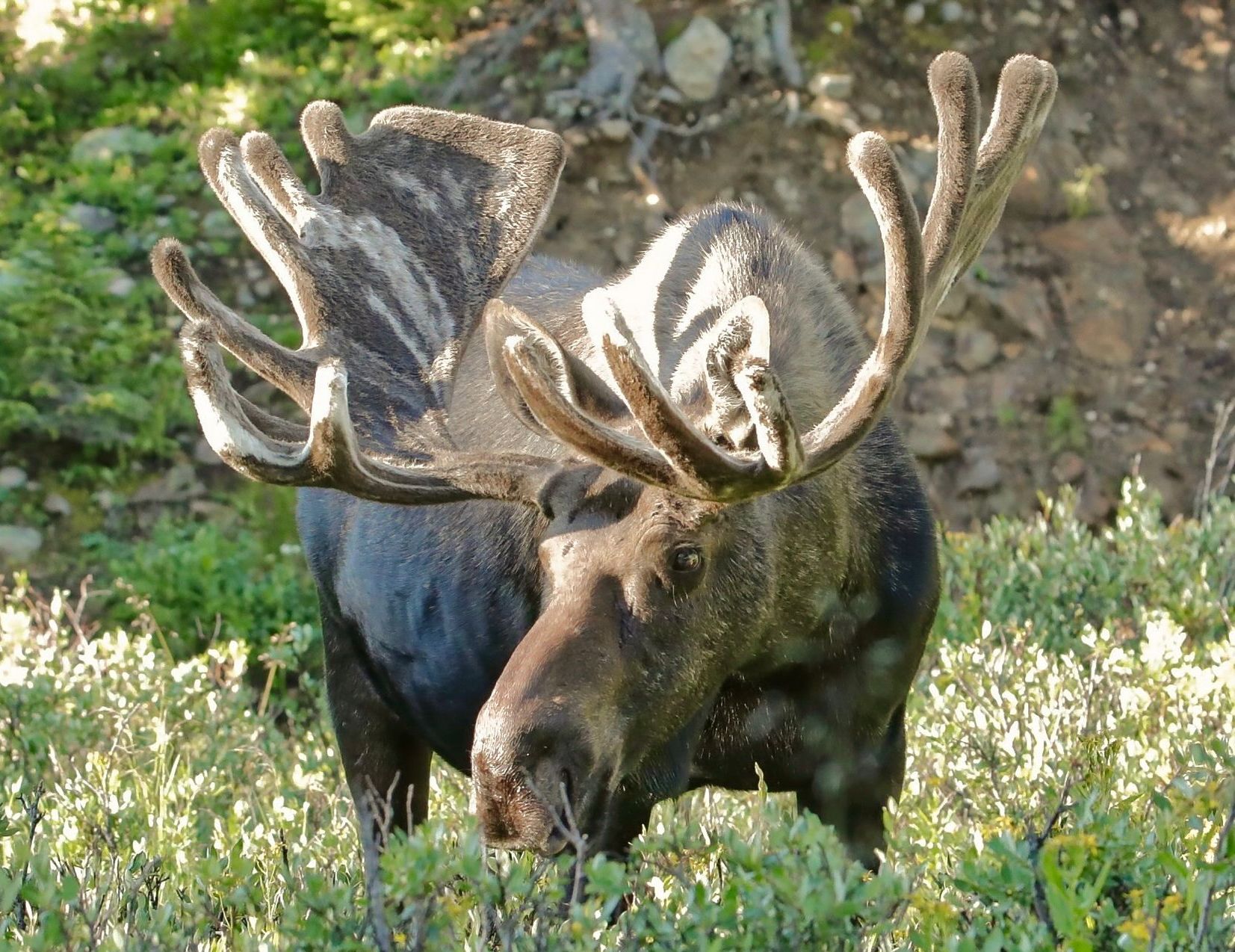 Moose in Colorado
