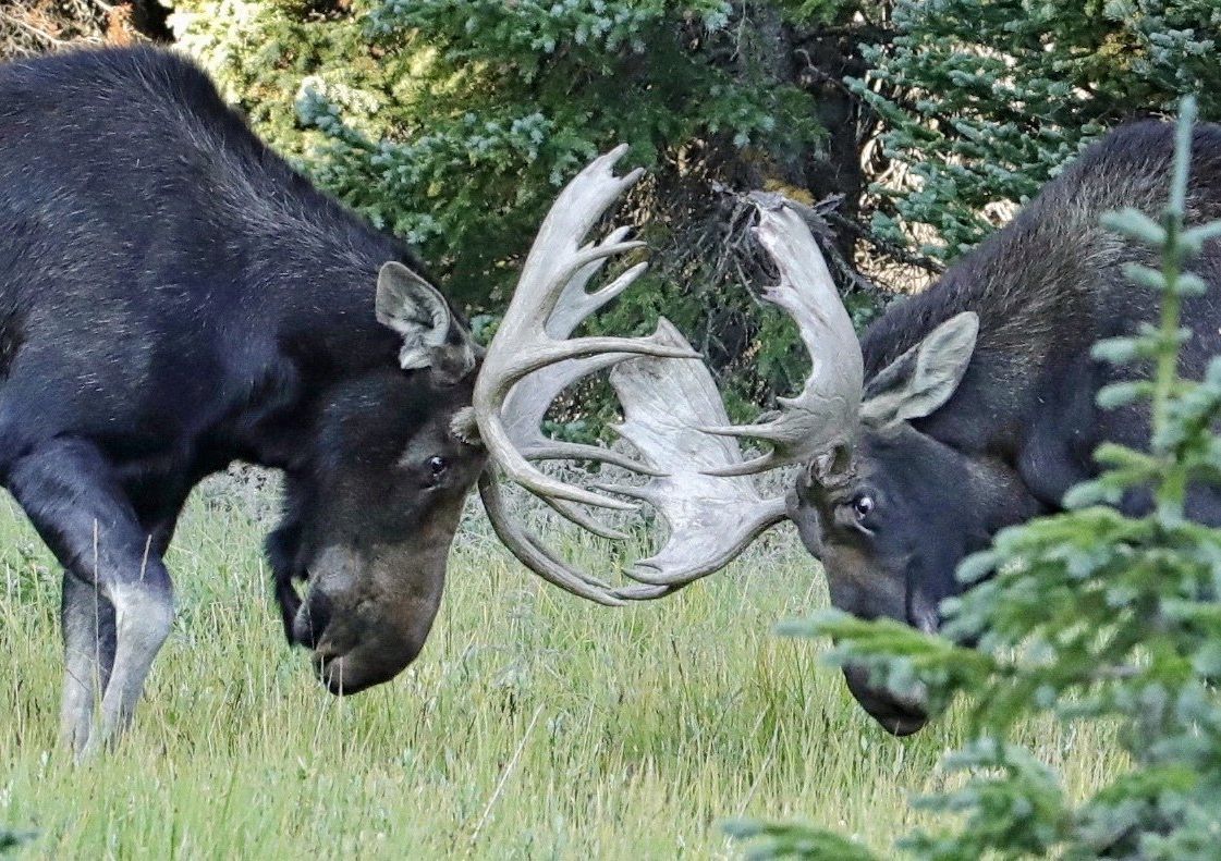 Moose in Colorado