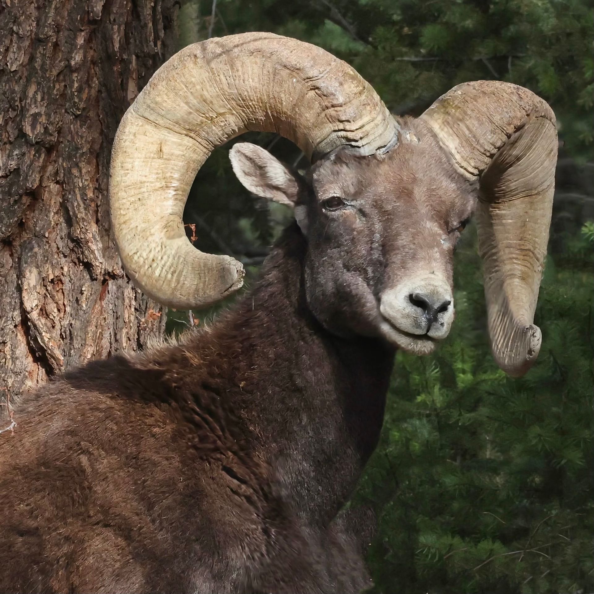 The Legacy of the Chocolate Ram