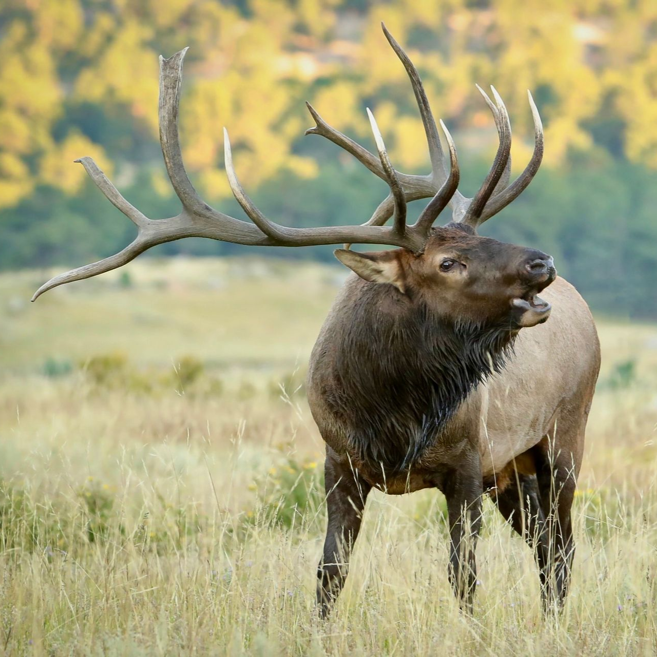 Famous Elk of RMNP