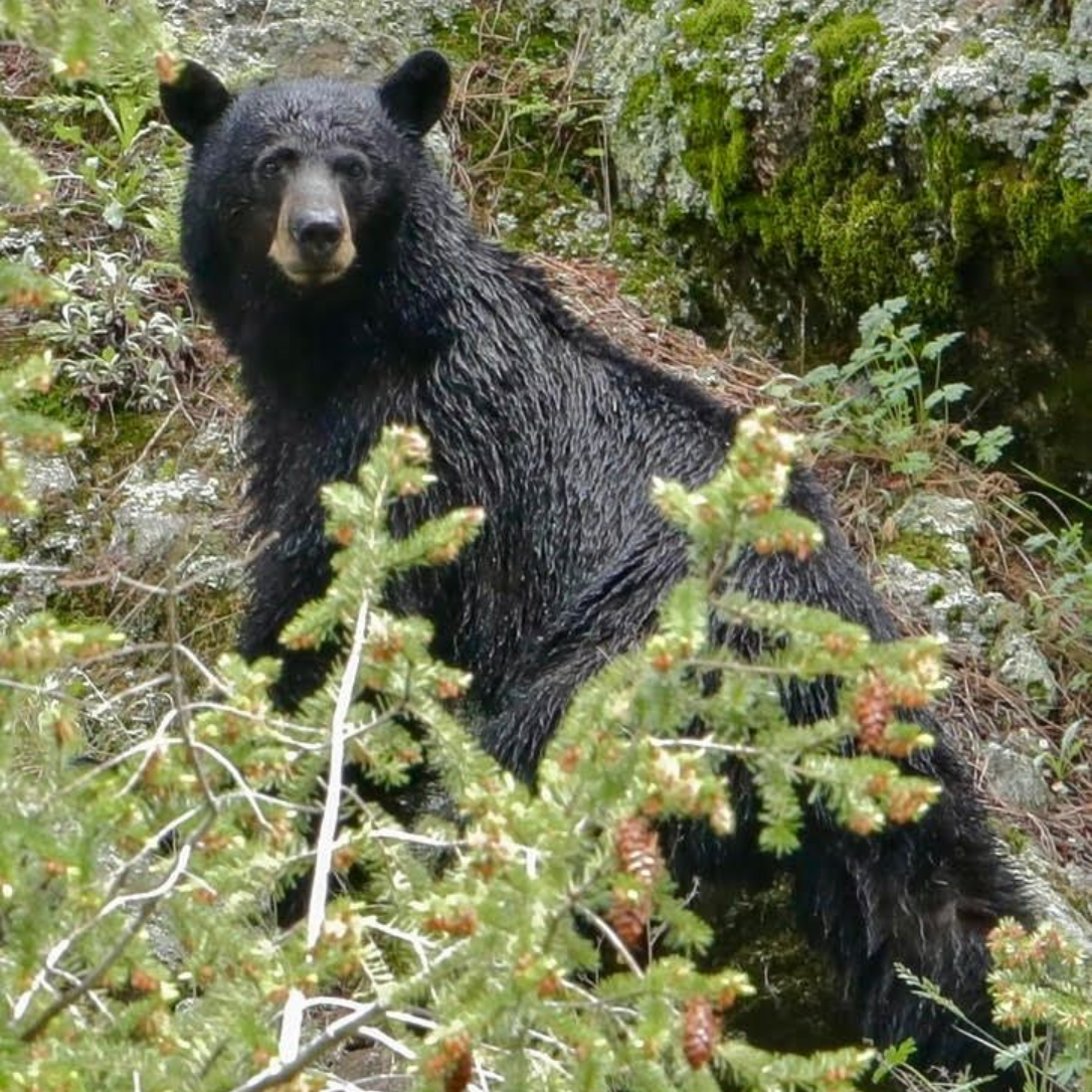 The Color of Black Bear