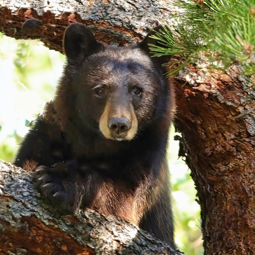 The Color of Black Bear