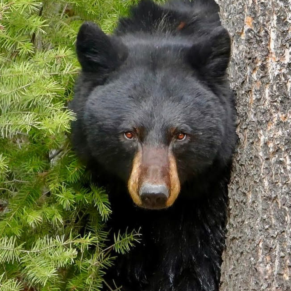 The Color of Black Bear