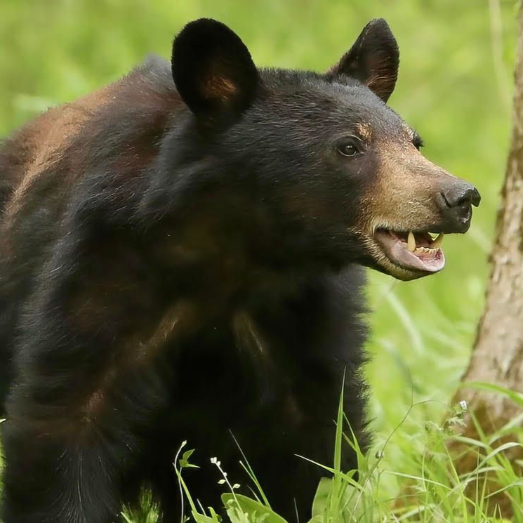 The Color of Black Bear