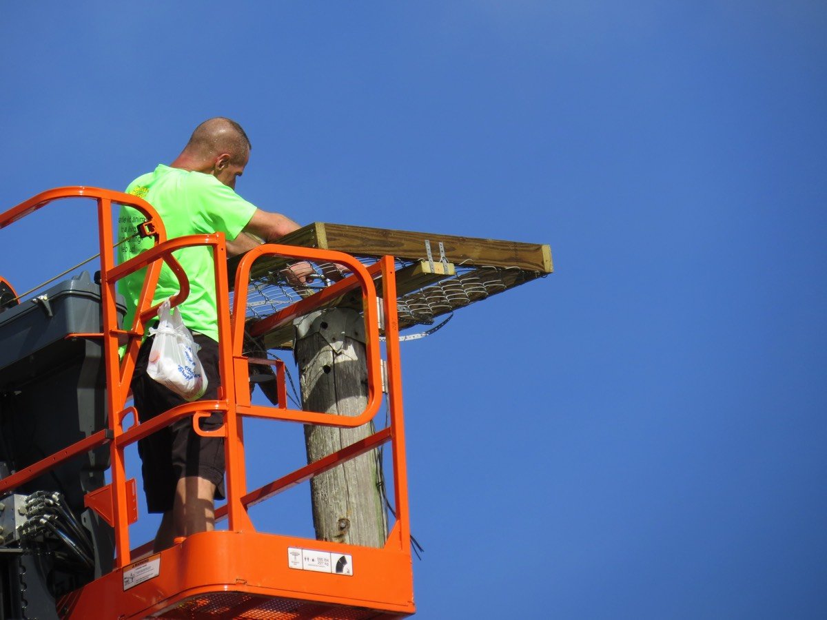 Pictures from Osprey Nesting Box Installation and a thank you email for ...
