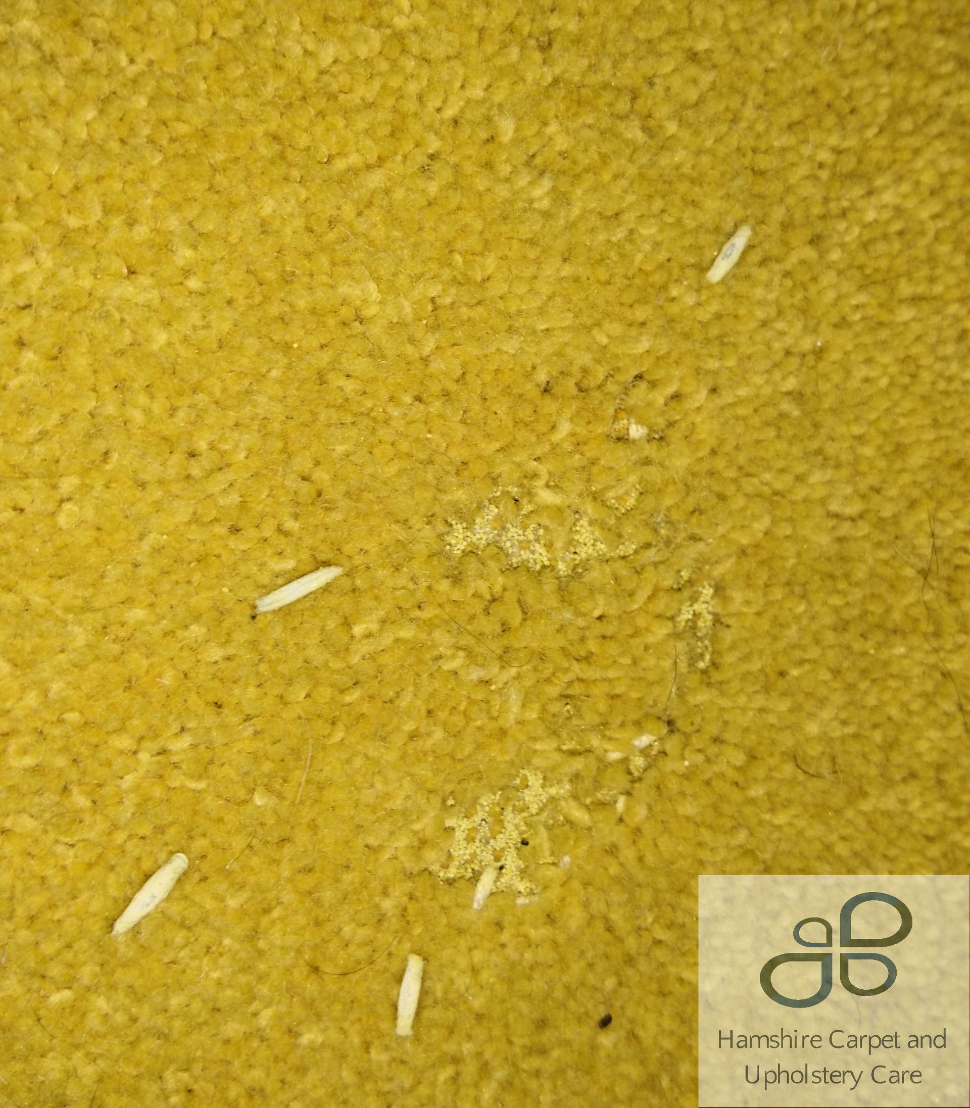 Carpet Moth Treatment and Protection in Hampshire