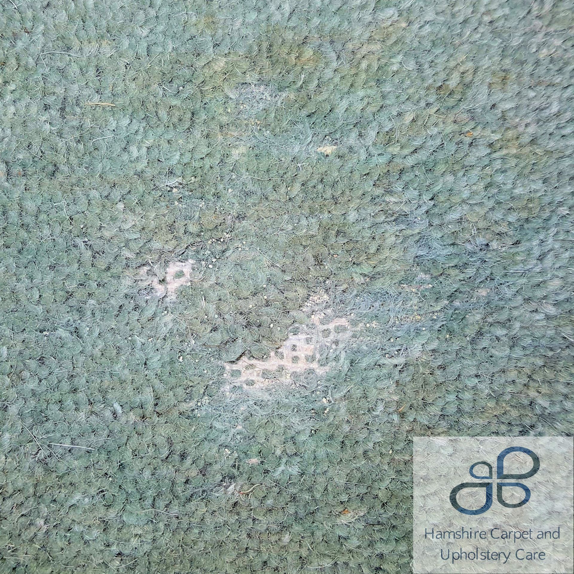 Carpet Moth Treatment and Protection in Hampshire
