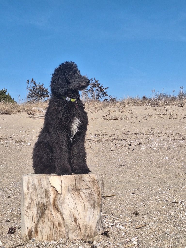 Standard Poodles | Wild Highland Standard Poodles | VT
