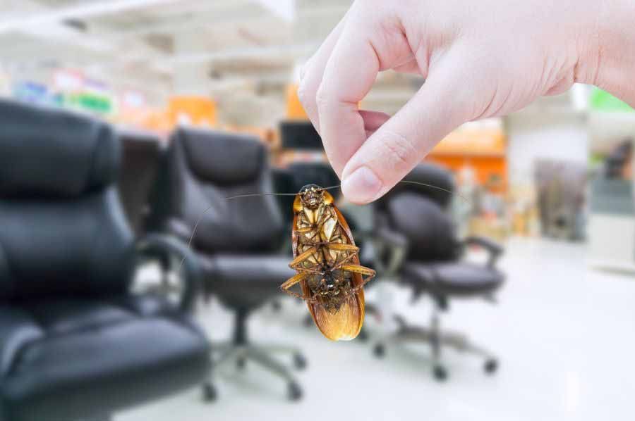 Government Pest Control