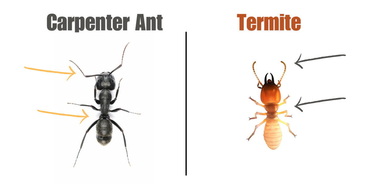 Carpenter Ants vs Termites - What You Need To Know By Redmond Pest ...