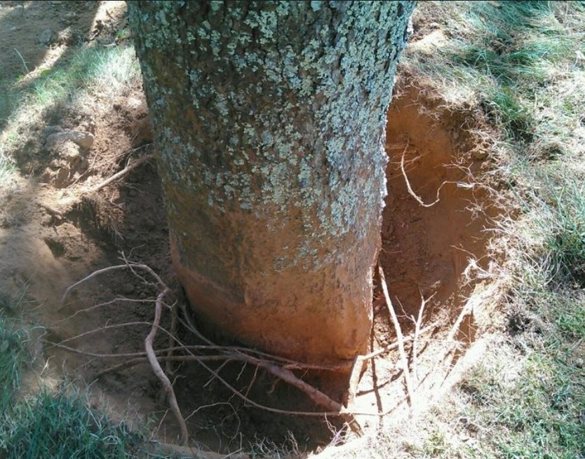 Expert Tree Fertilization and Soil Care | True Guardian