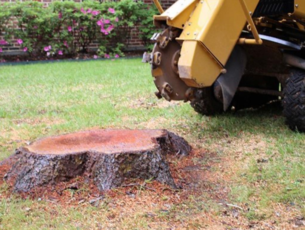 Professional Stump Grinding | True Guardian Tree Services