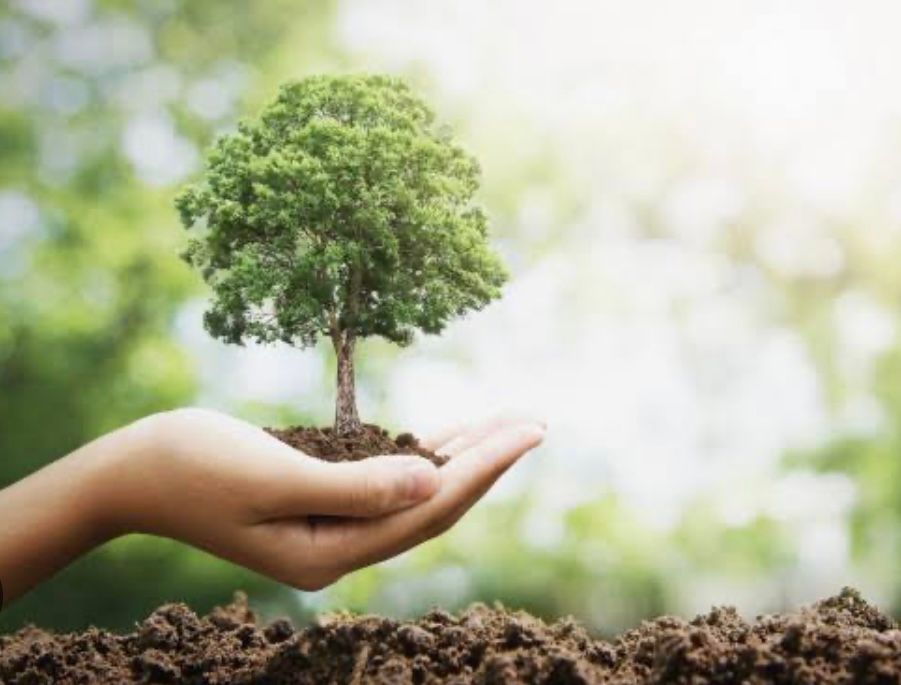 True Guardian Tree Services | Tree Care in Merced, CA