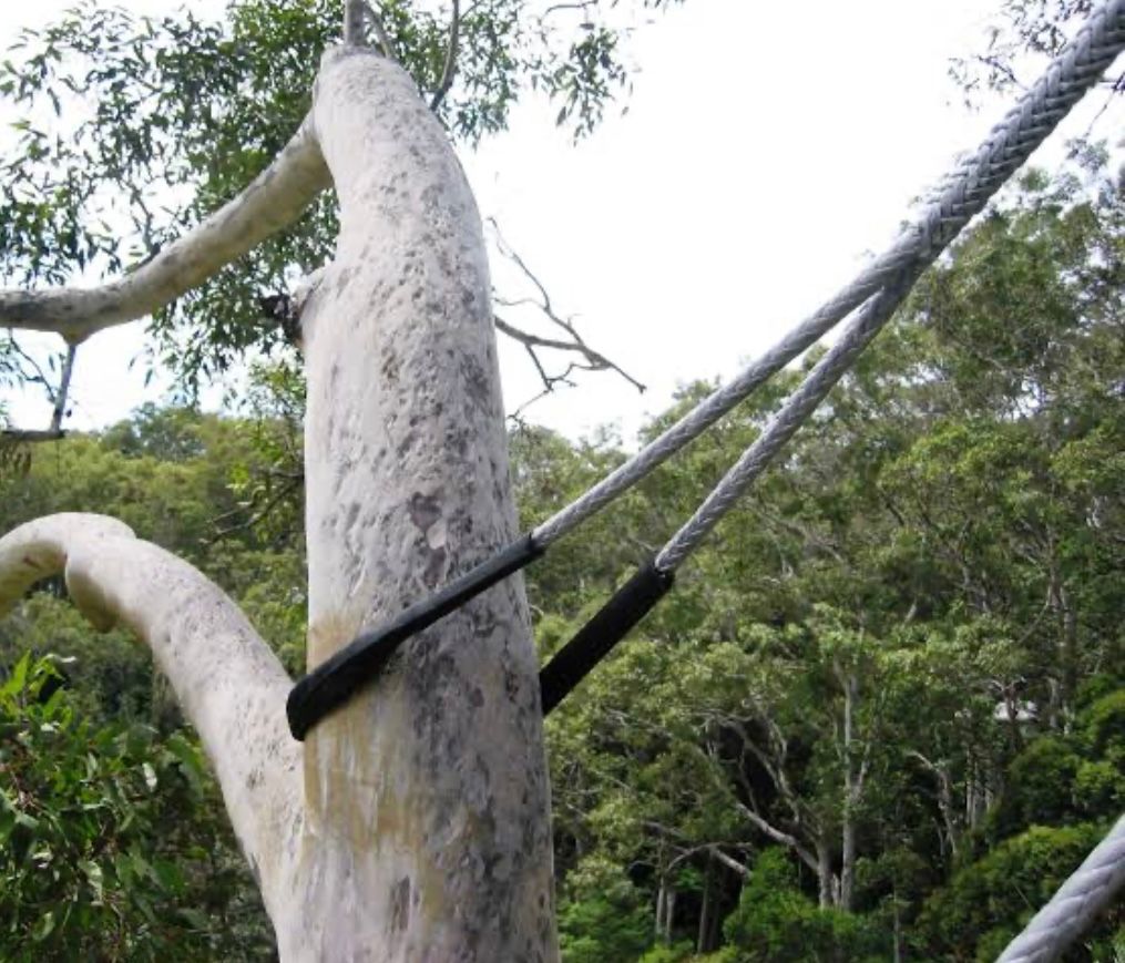 Expert Cabling & Bracing for Tree Strength | Merced