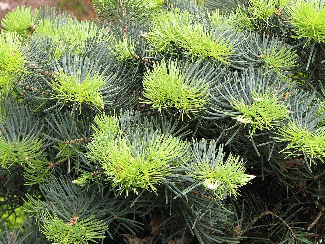 Conifers for Sale in Snohomish, WA