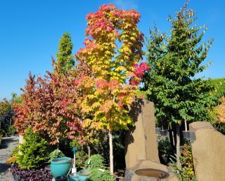 McAuliffe's Valley Nursery, Snohomish, WA