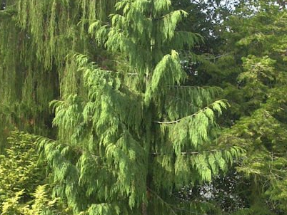 Conifers for Sale in Snohomish, WA