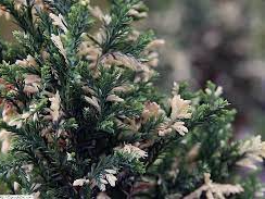 Conifers for Sale in Snohomish, WA