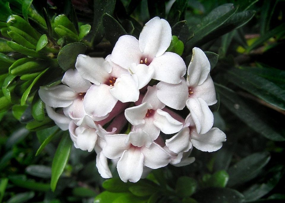 McAuliffe's Valley Nursery, Snohomish, WA